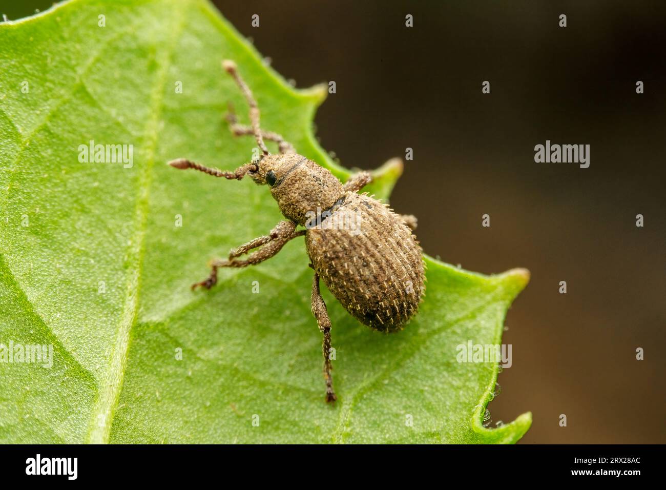 weevil in the wild state Stock Photo - Alamy