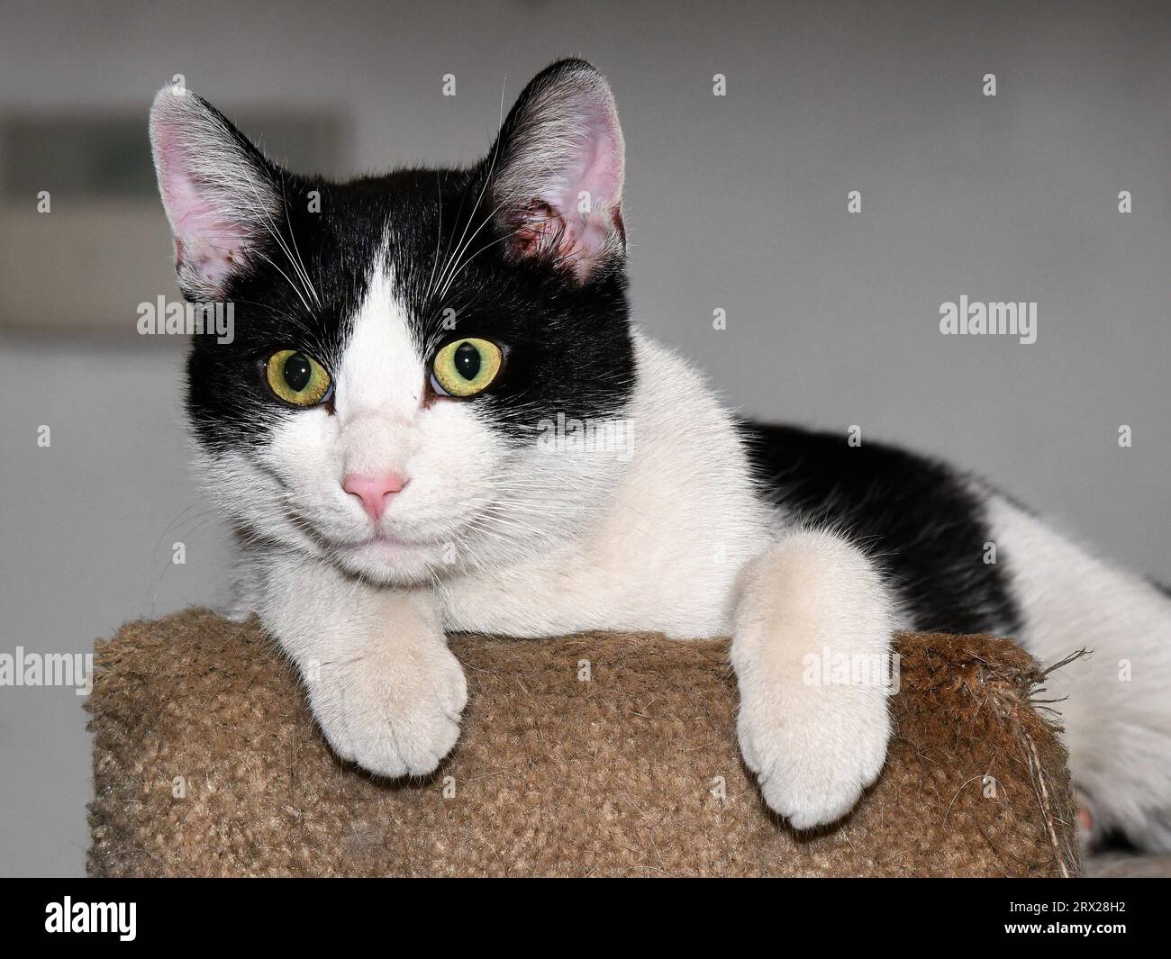 cute black and white cat Stock Photo - Alamy