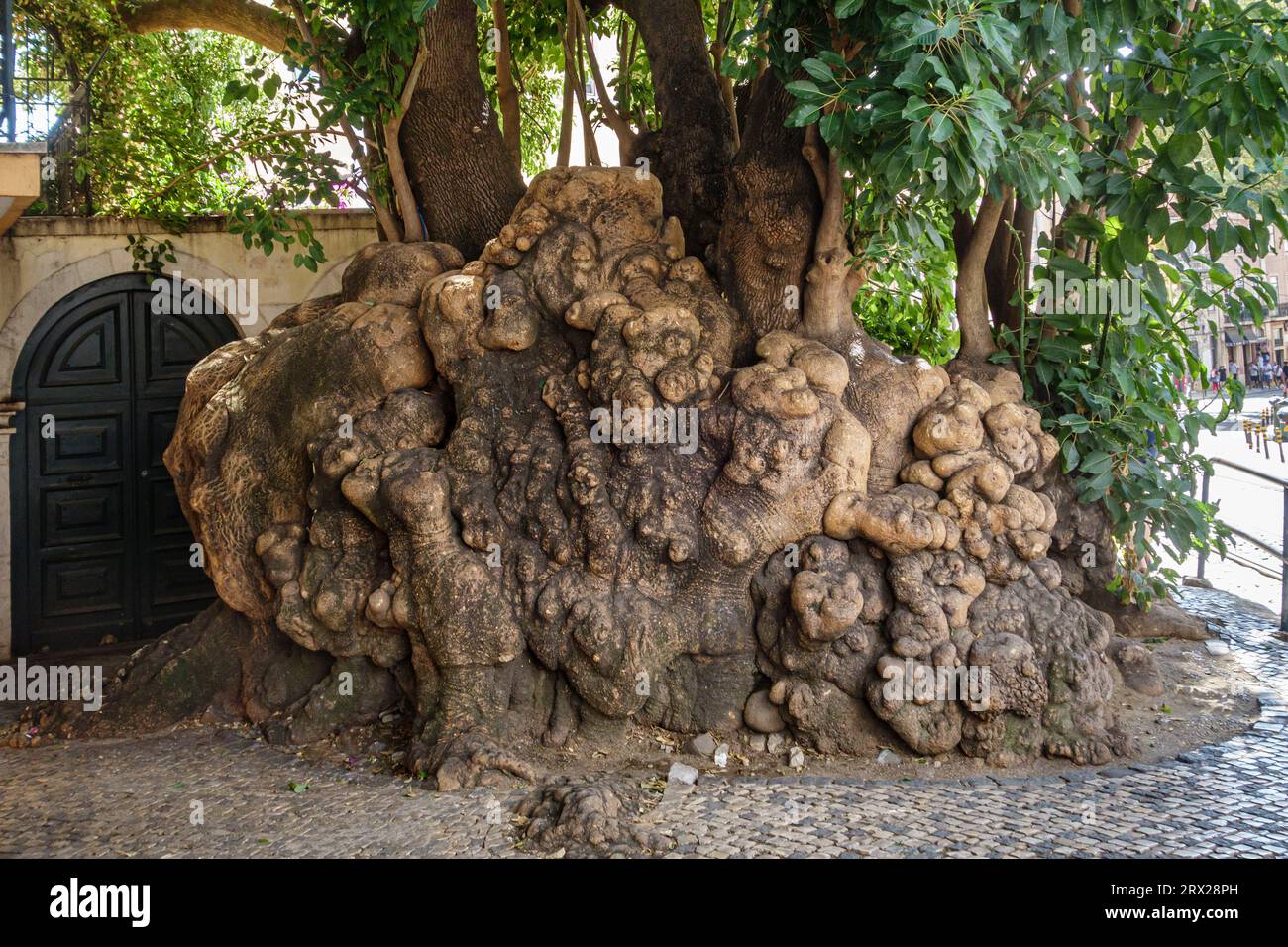 A huge Ombú tree (Phytolacca dioica, Bela Sombra, Elephant Tree) almost ...