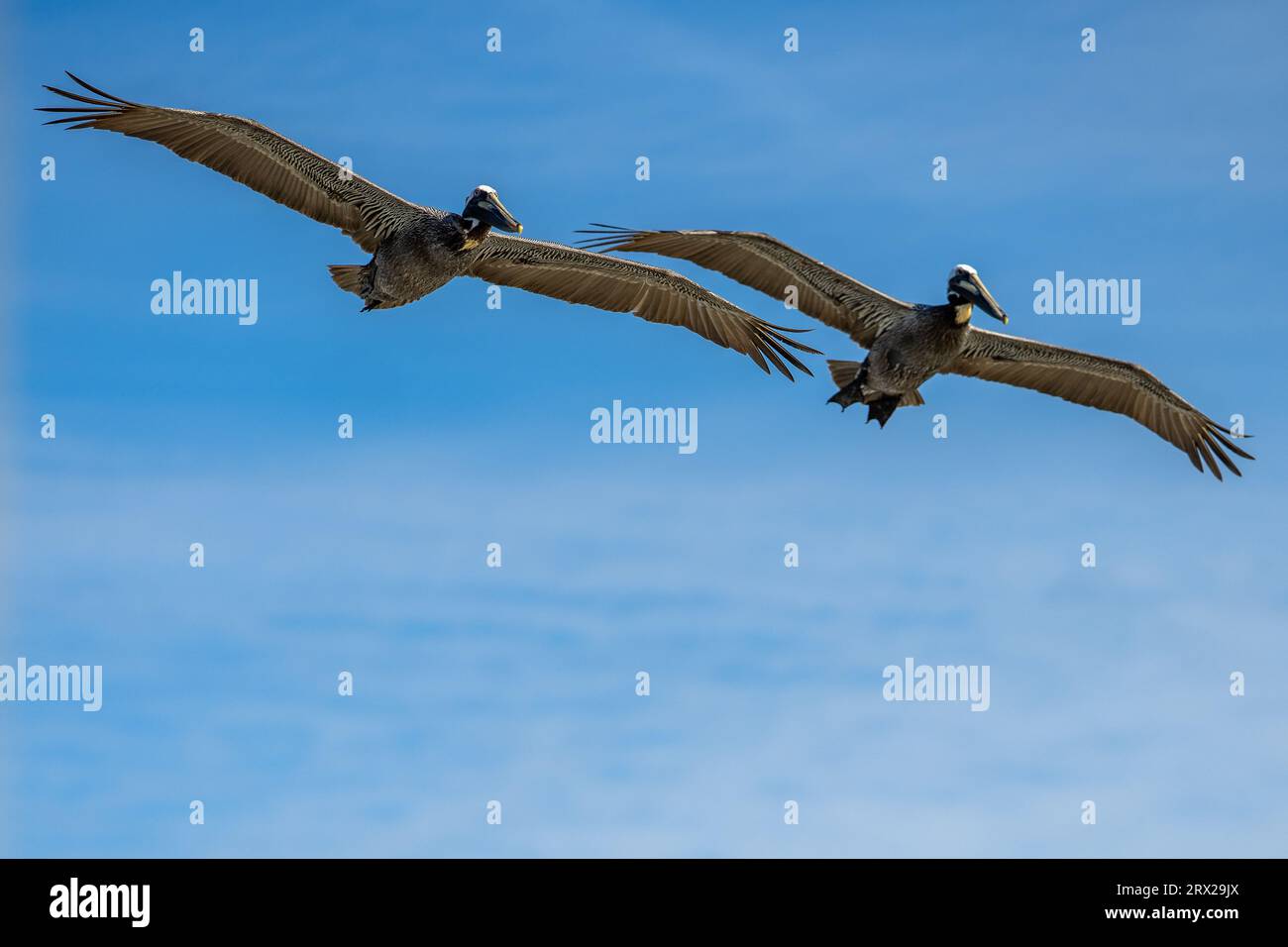 Duck twins hi-res stock photography and images - Alamy