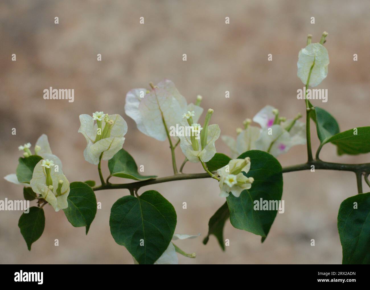 Bougainvillea flowers in the garden Stock Photo - Alamy
