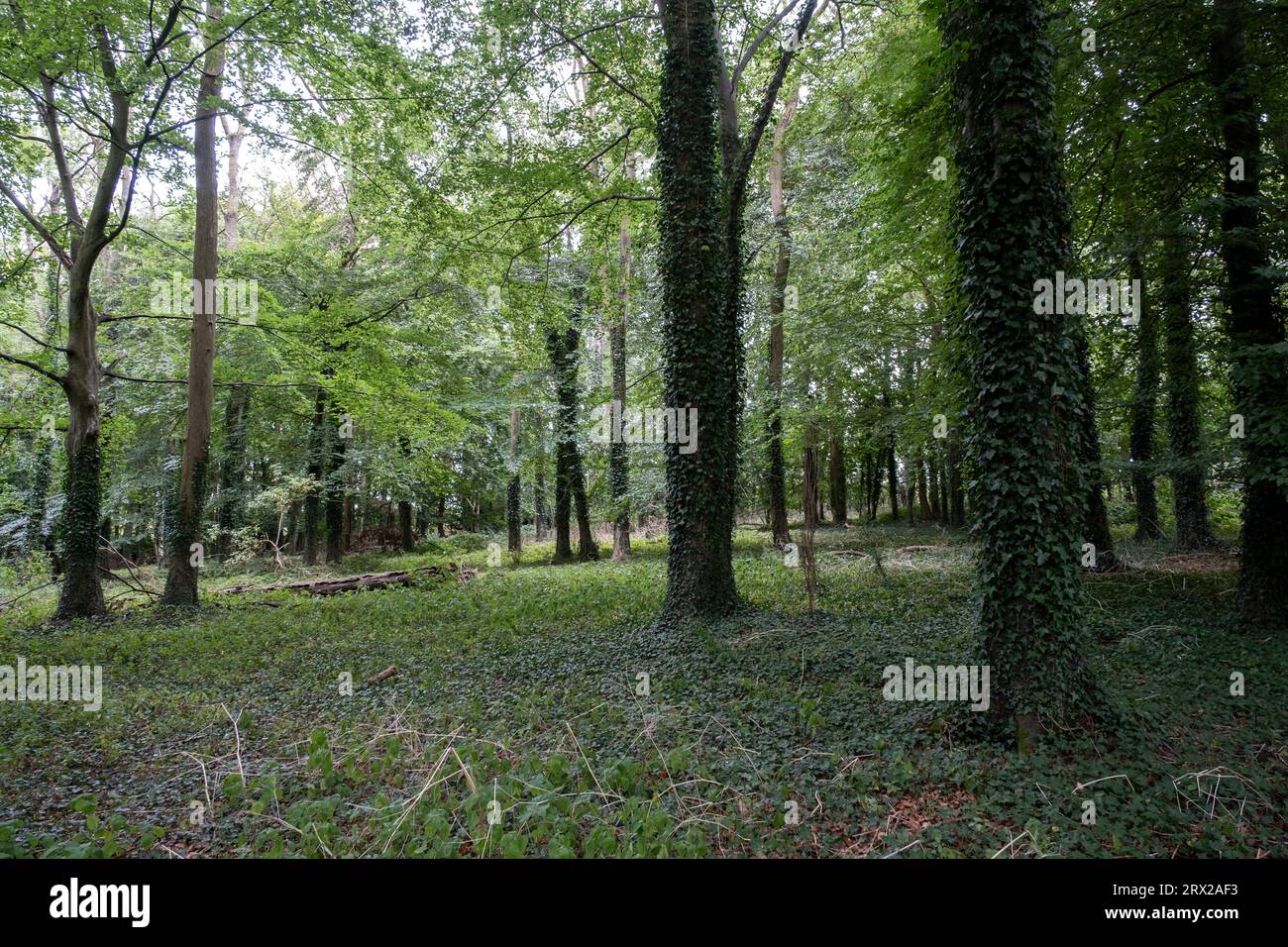 Ash woodland on 5th September 2023 in Bibury, United Kingdom Stock ...