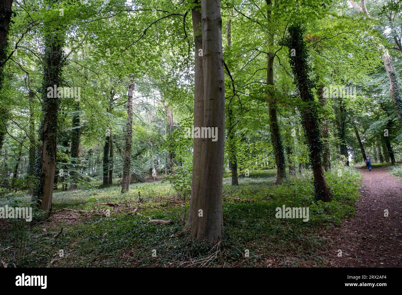 Ash woodland on 5th September 2023 in Bibury, United Kingdom Stock ...