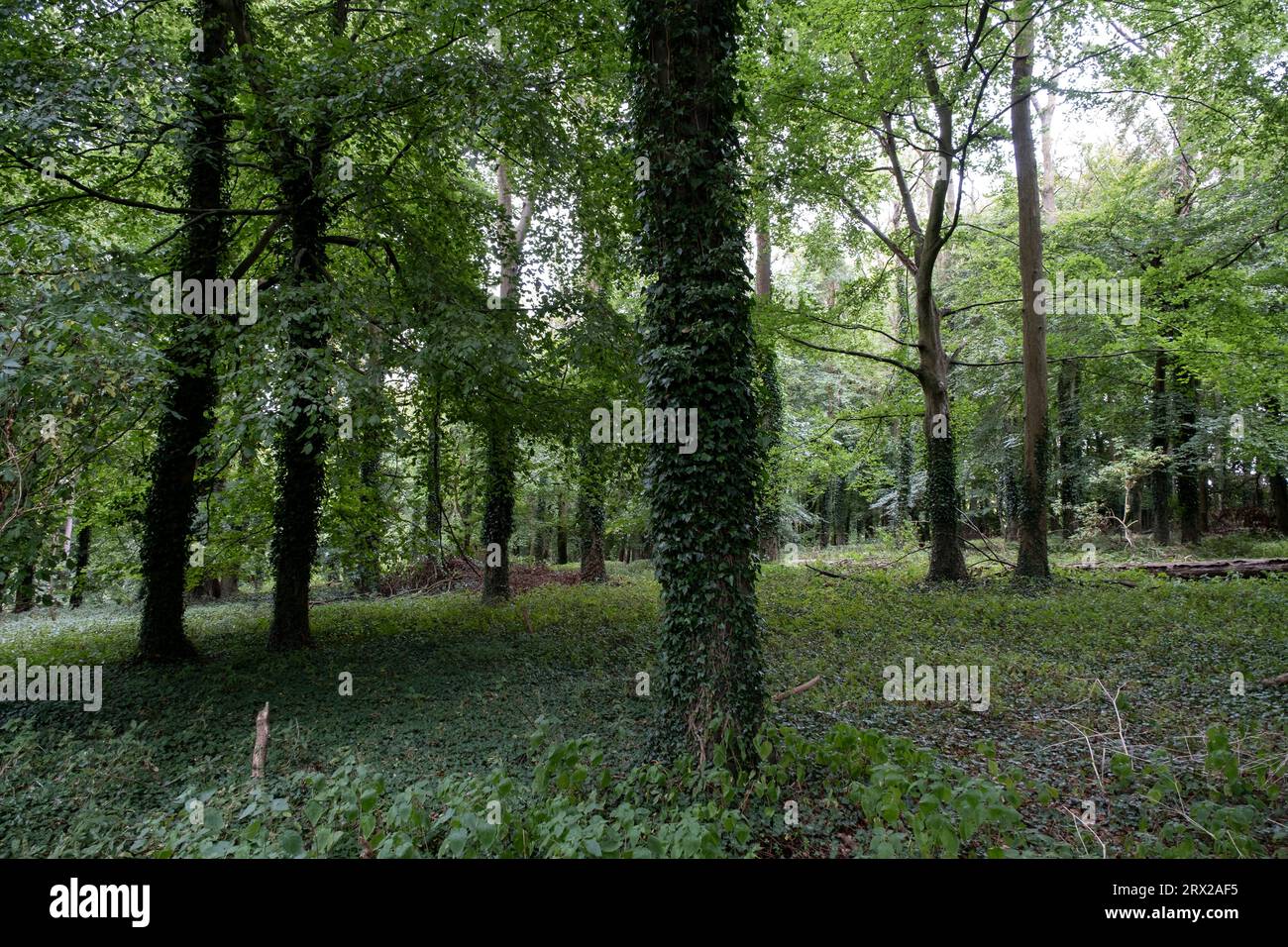 Ash woodland on 5th September 2023 in Bibury, United Kingdom Stock ...