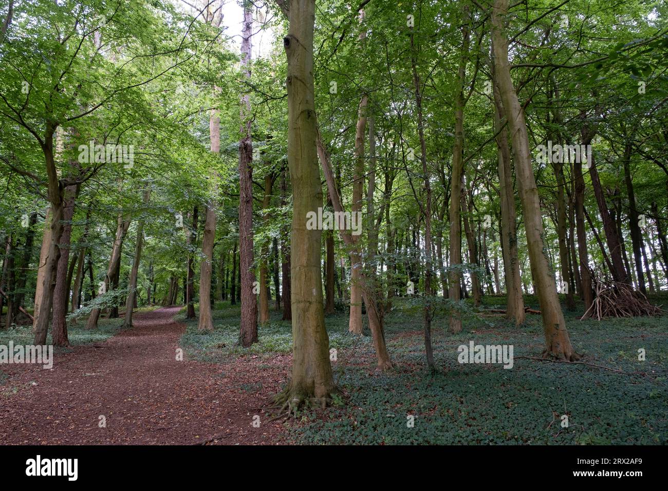 Ash woodland on 5th September 2023 in Bibury, United Kingdom Stock ...