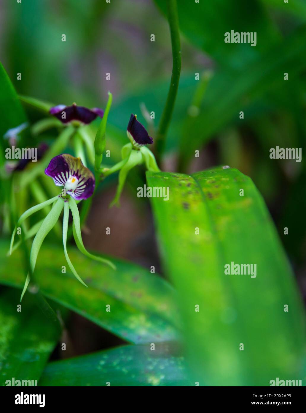 Green Squid Orchid or the Black orchid, the national flower of Belize ...