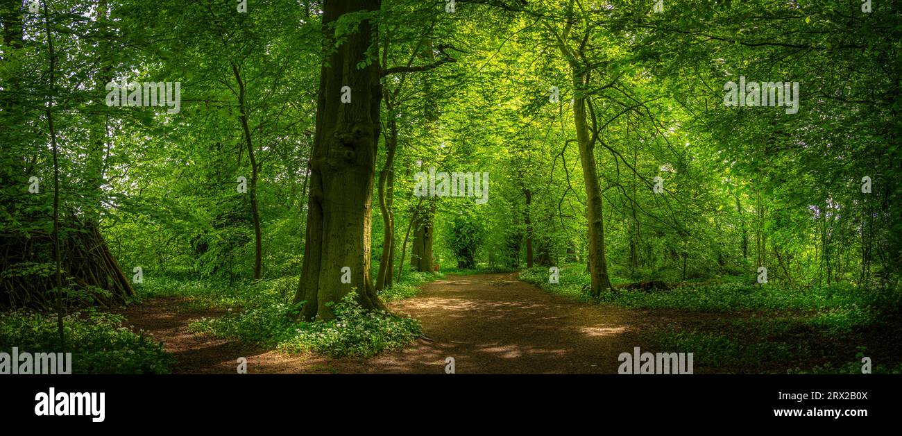 View of sun rays through dense woodland, St. Catherine's Wood, Hardwick ...