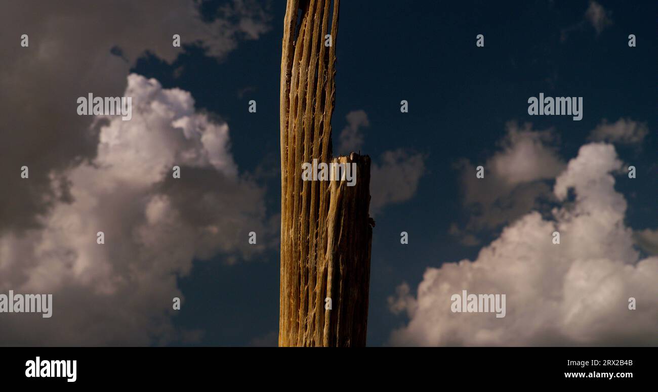 The skeletal ribs of a towering Saguaro cactus sway with the summer’s ...
