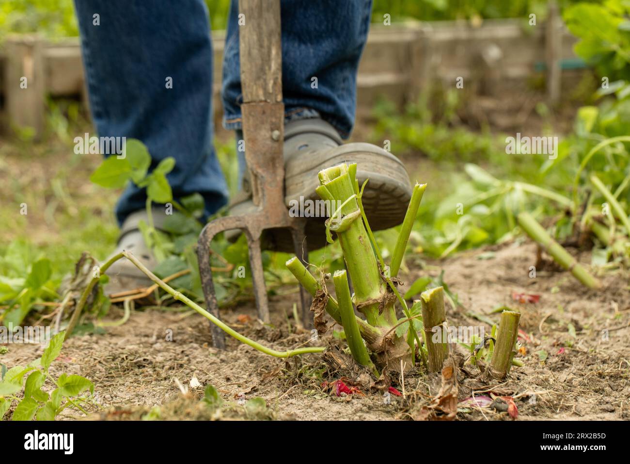 dahlia tubers just lifted for overwintering Stock Photo - Alamy