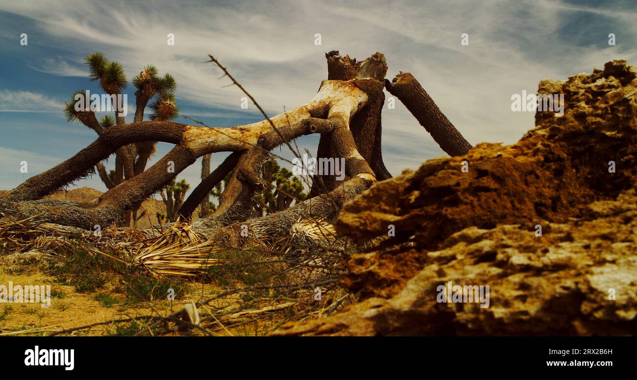 A dead and fallen Joshua Tree in organically decomposes and its ...