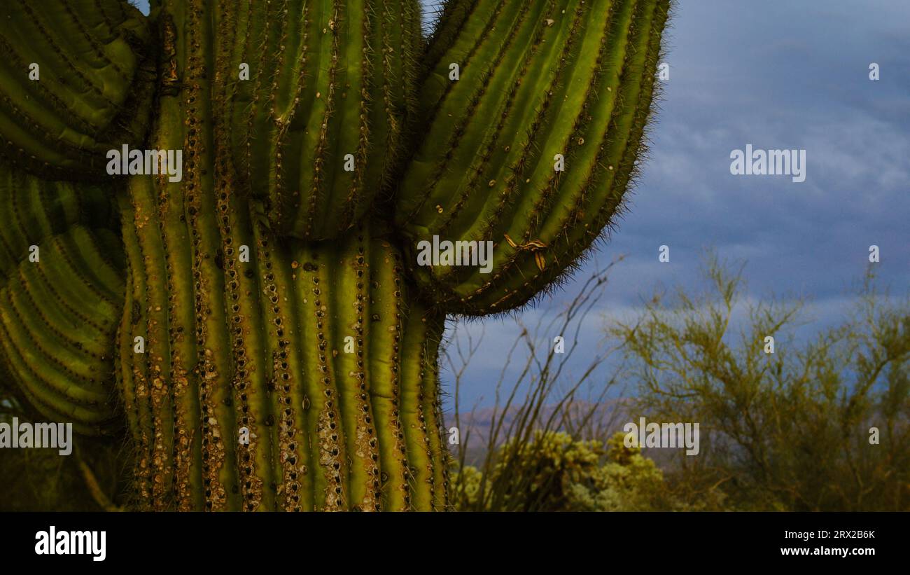 Saguaro cactus storm desert hi-res stock photography and images - Alamy