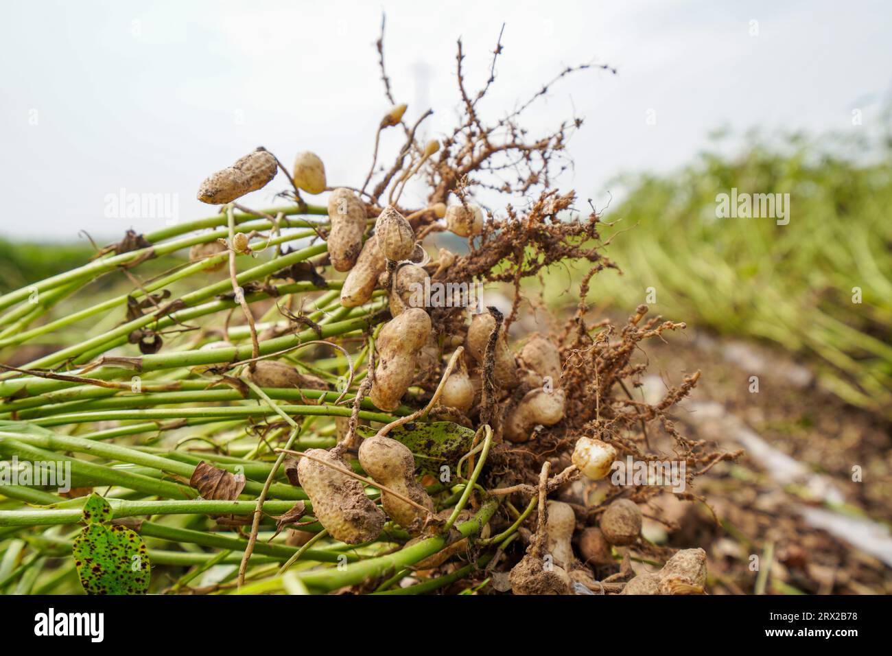 The newly harvested peanuts are in the fields in North China Stock ...