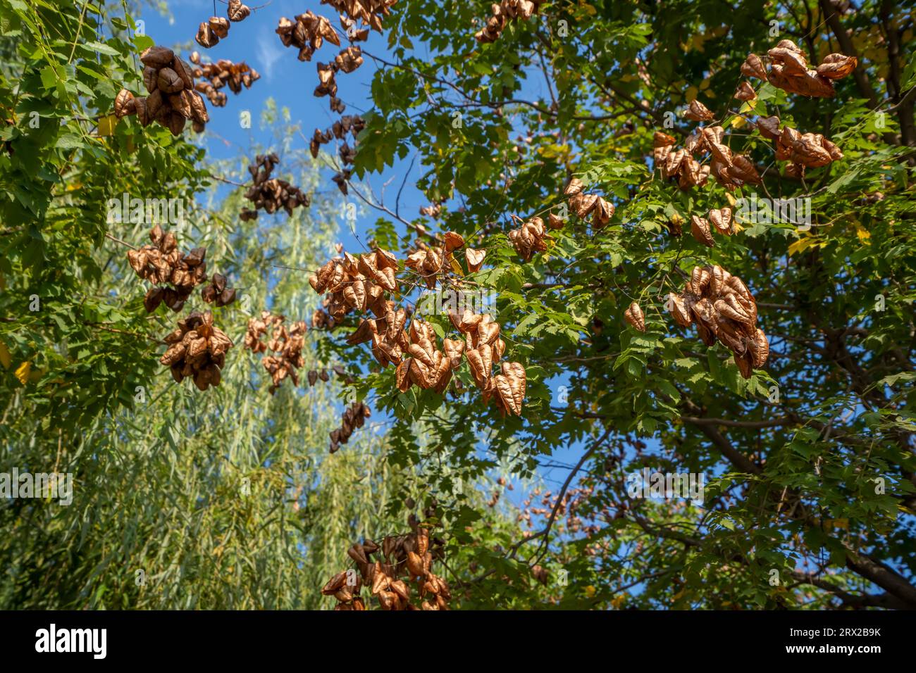 Luan tree hi-res stock photography and images - Alamy