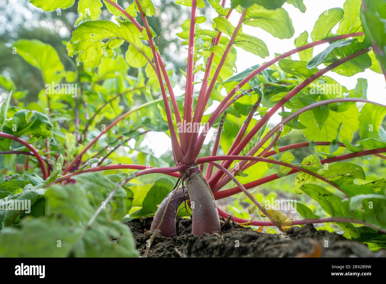 China radish hi-res stock photography and images - Alamy