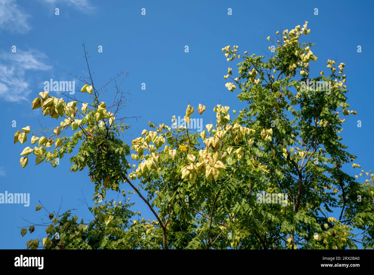 Luan tree hi-res stock photography and images - Alamy