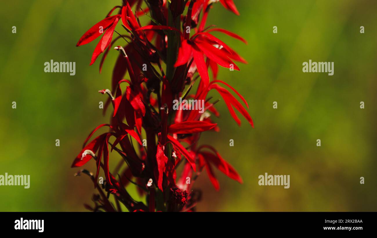 Close study of a vivid red cardinal flower in a protected Iowa tall ...
