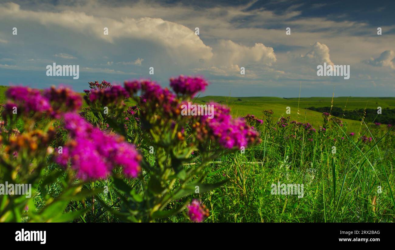 Wind swept Kansas tall grass prairie with western Ironweed and Sideoats ...