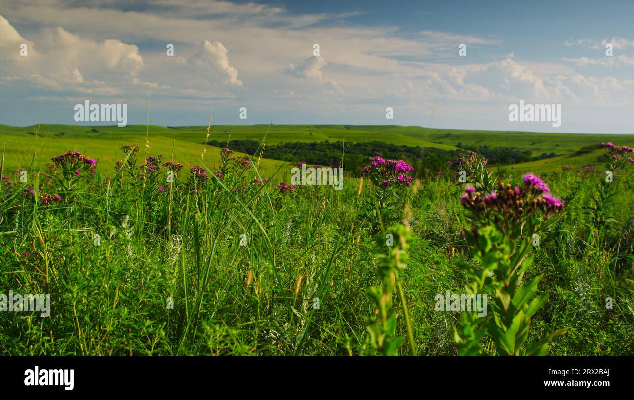 Native prairie grass hi-res stock photography and images - Alamy