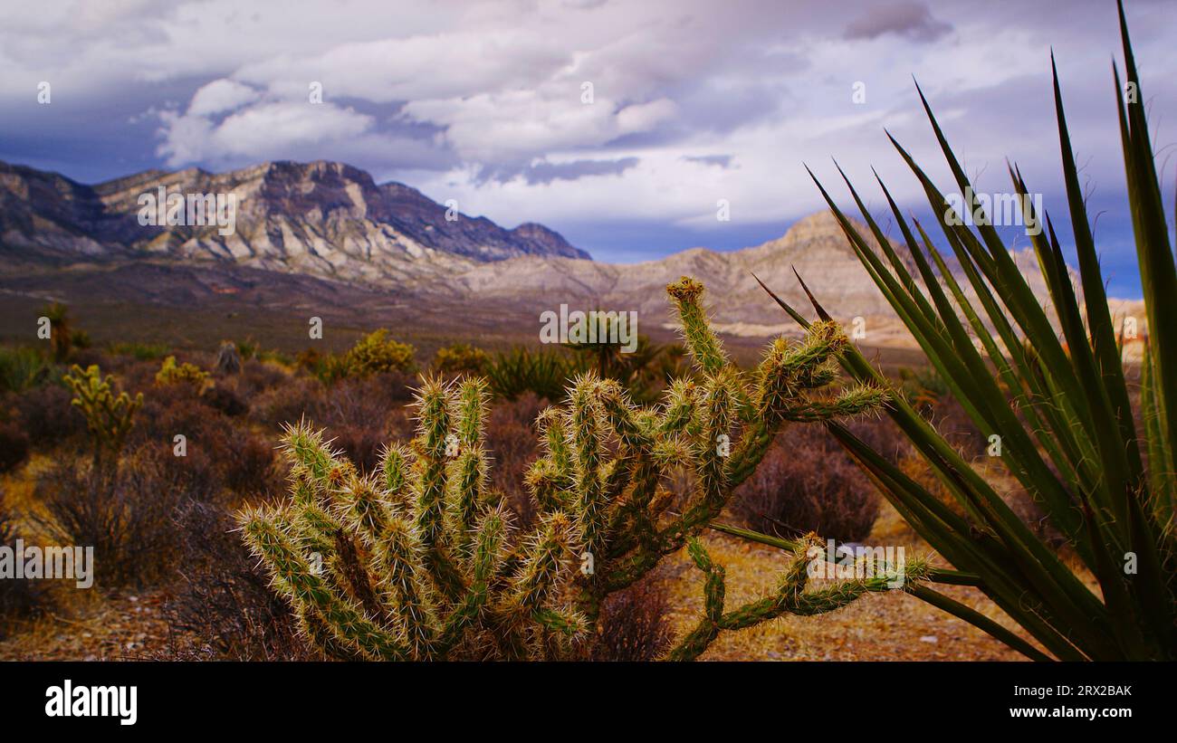 Dramatic desert landscape with cholla cacti and yucca featured ...