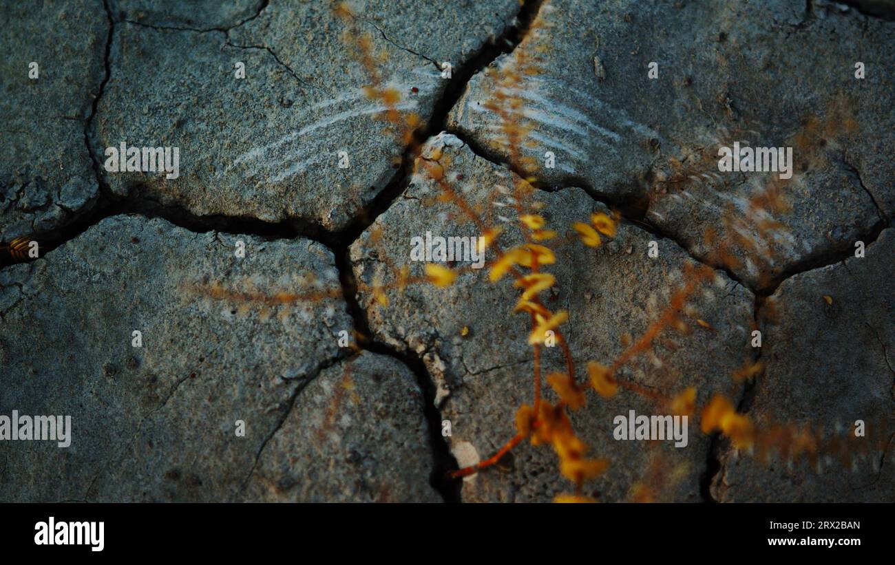 Windswept clasping pepperweed etches plant arcs on a dried lakebed in ...