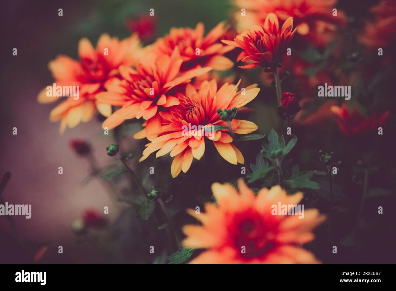 The red-orange dahlias blooming on green stems with leaves on a summer ...