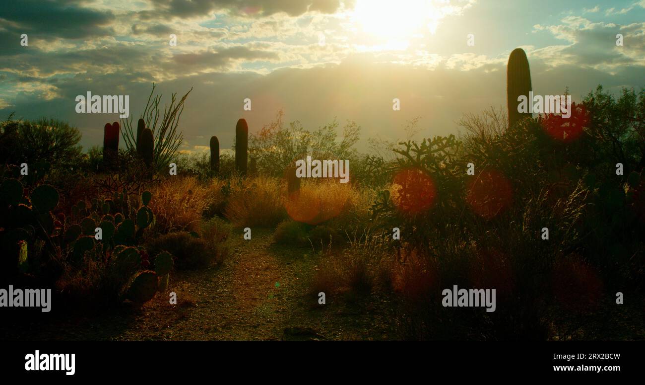 Rich variety of Sonoran desert cactus, cacti, ocotillo, and succulent ...