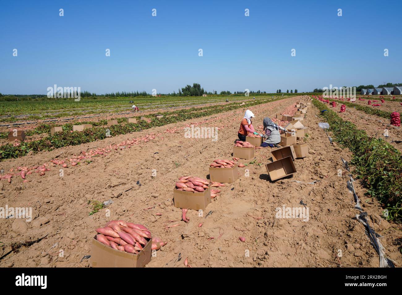 Luannan County, China - September 20, 2022: Farmers packed sweet ...