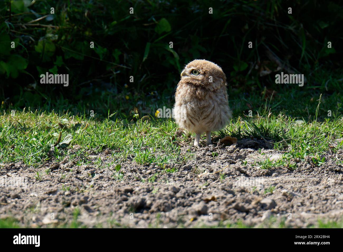 Fledgling bird hi-res stock photography and images - Alamy