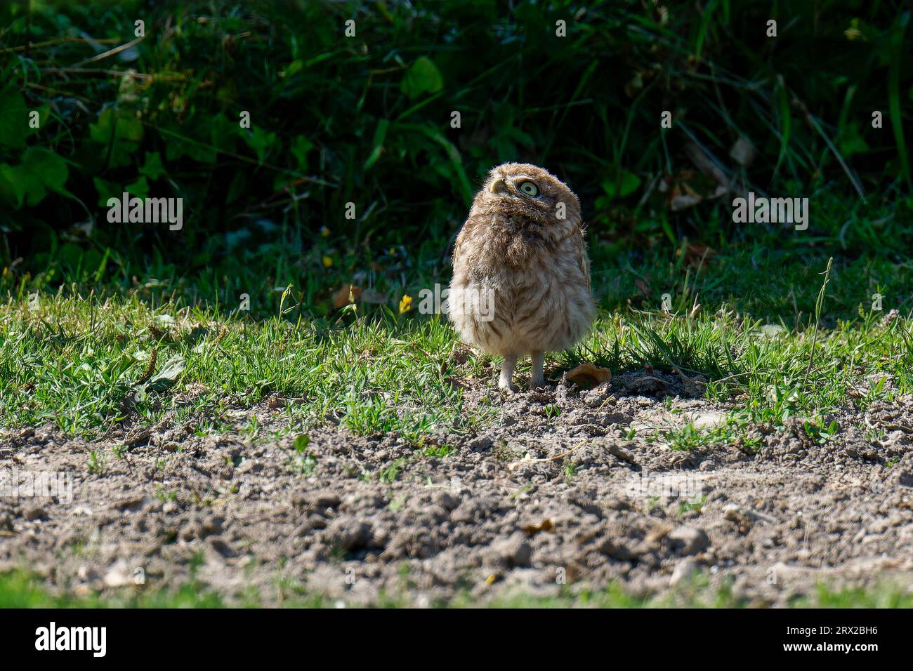 Little Owl fledgling -Athene noctua perced in tree Stock Photo - Alamy