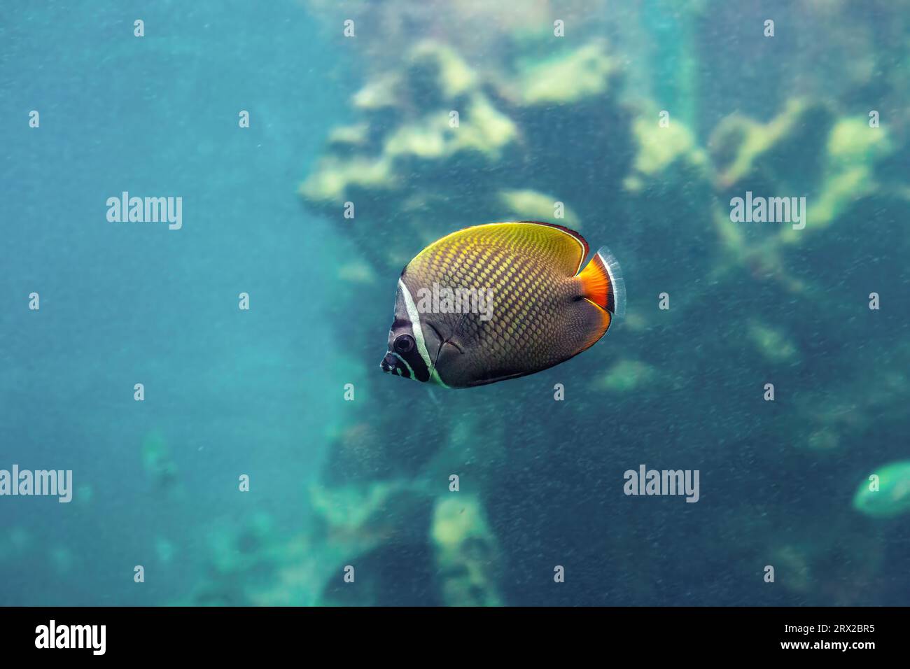 Underwater fish no one swims wildlife hi-res stock photography and ...