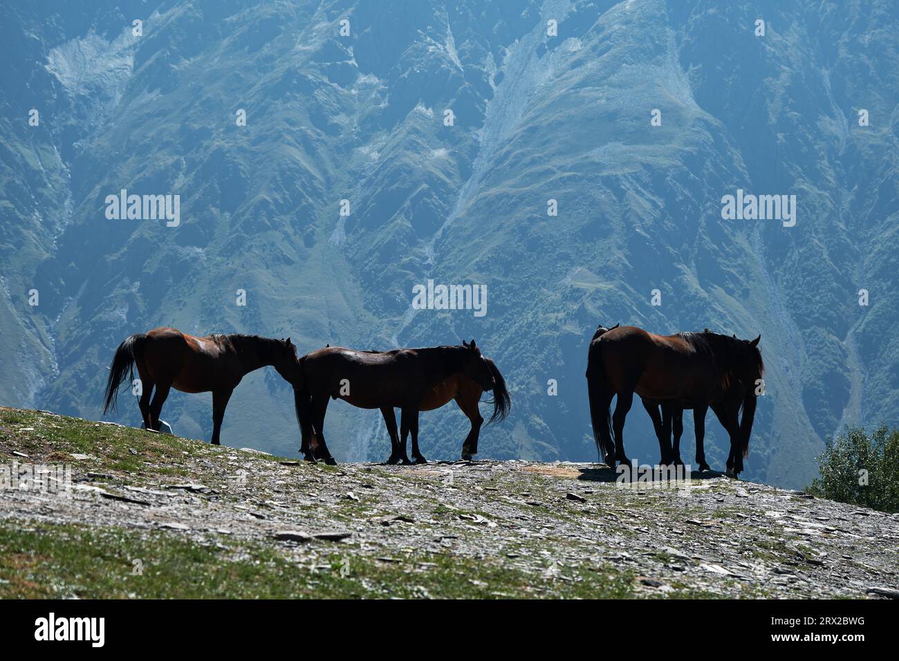 Georgian rural animals hi-res stock photography and images - Alamy