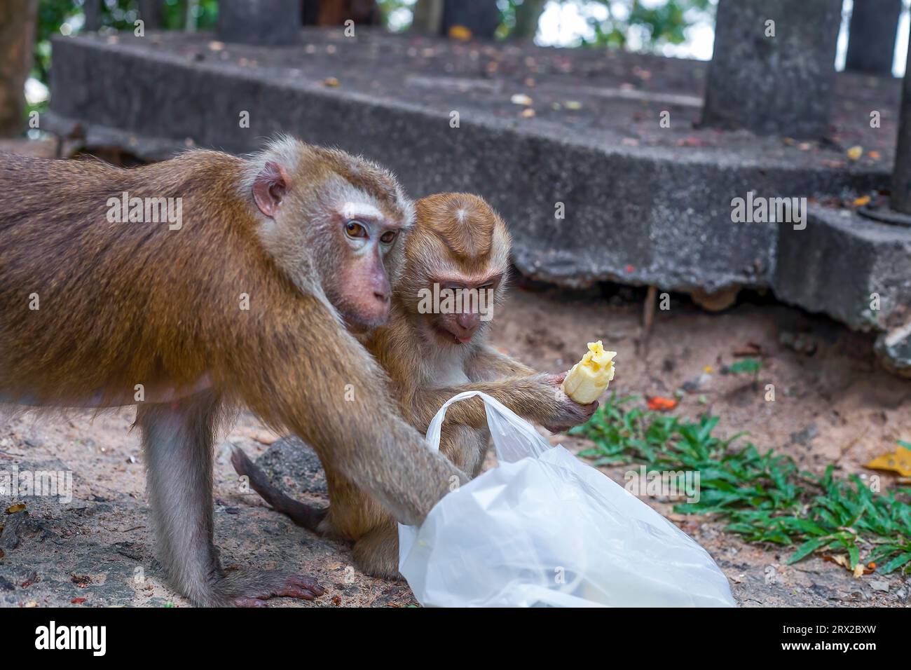 Plastic mom and baby monkeys hi-res stock photography and images - Alamy