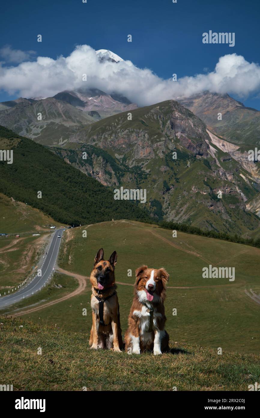 Hiking with dogs. Mountain summer landscape with animals. Trip to ...