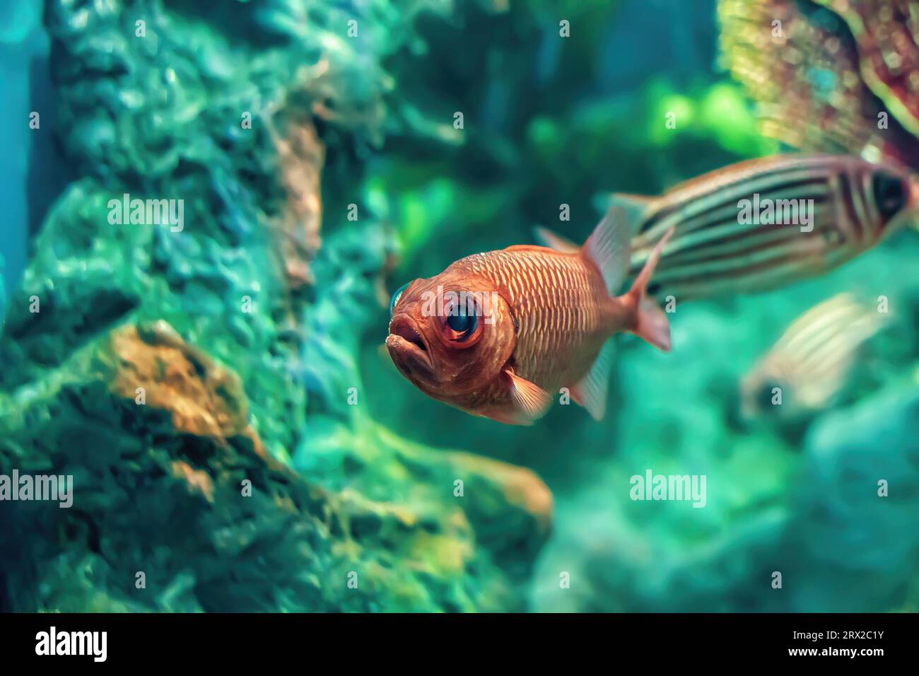 Doubletooth soldierfish swimming in aquarium. Myripristis hexagona ...