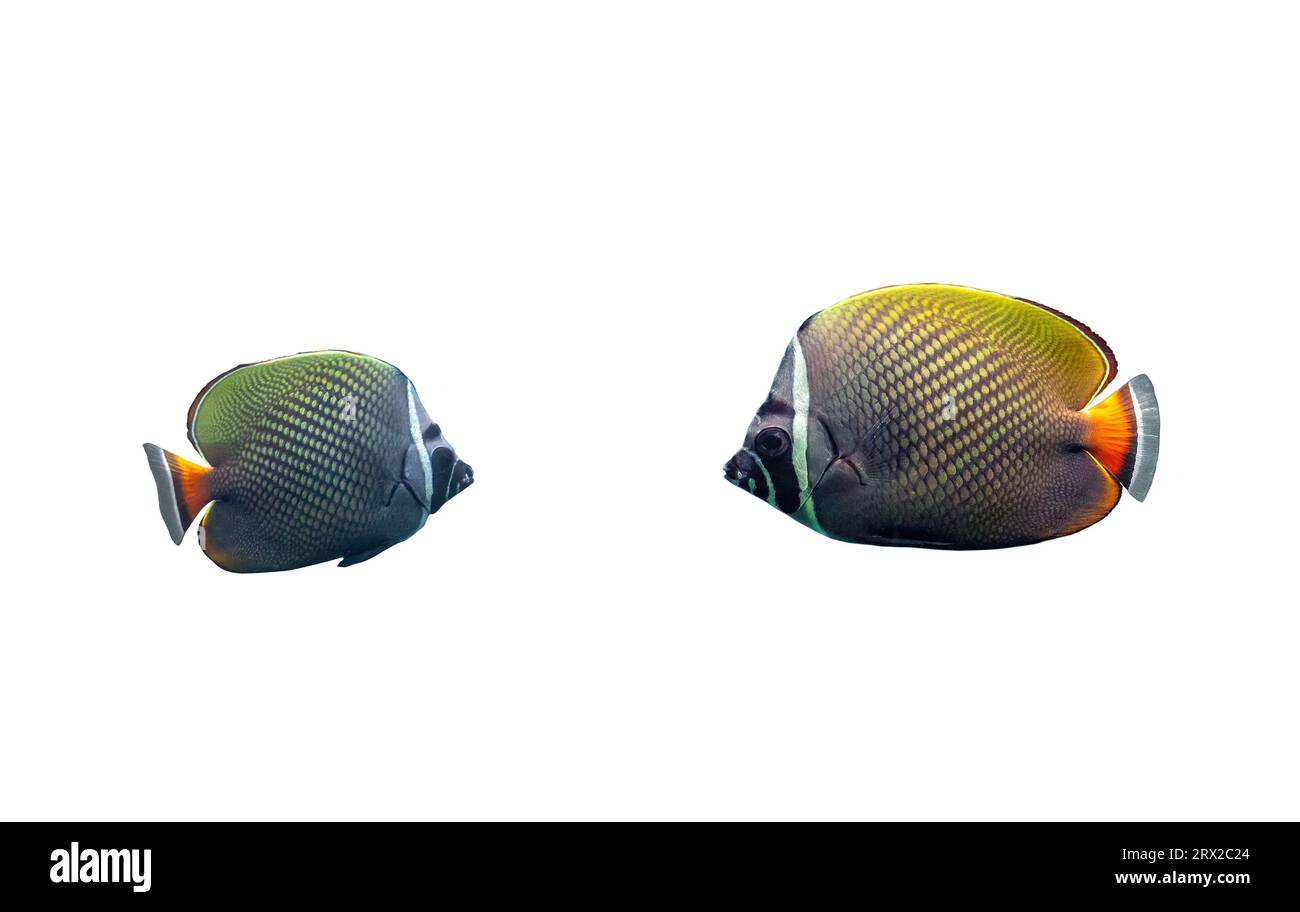 Red tailed butterflyfish isolated on white background. Chaetodon ...