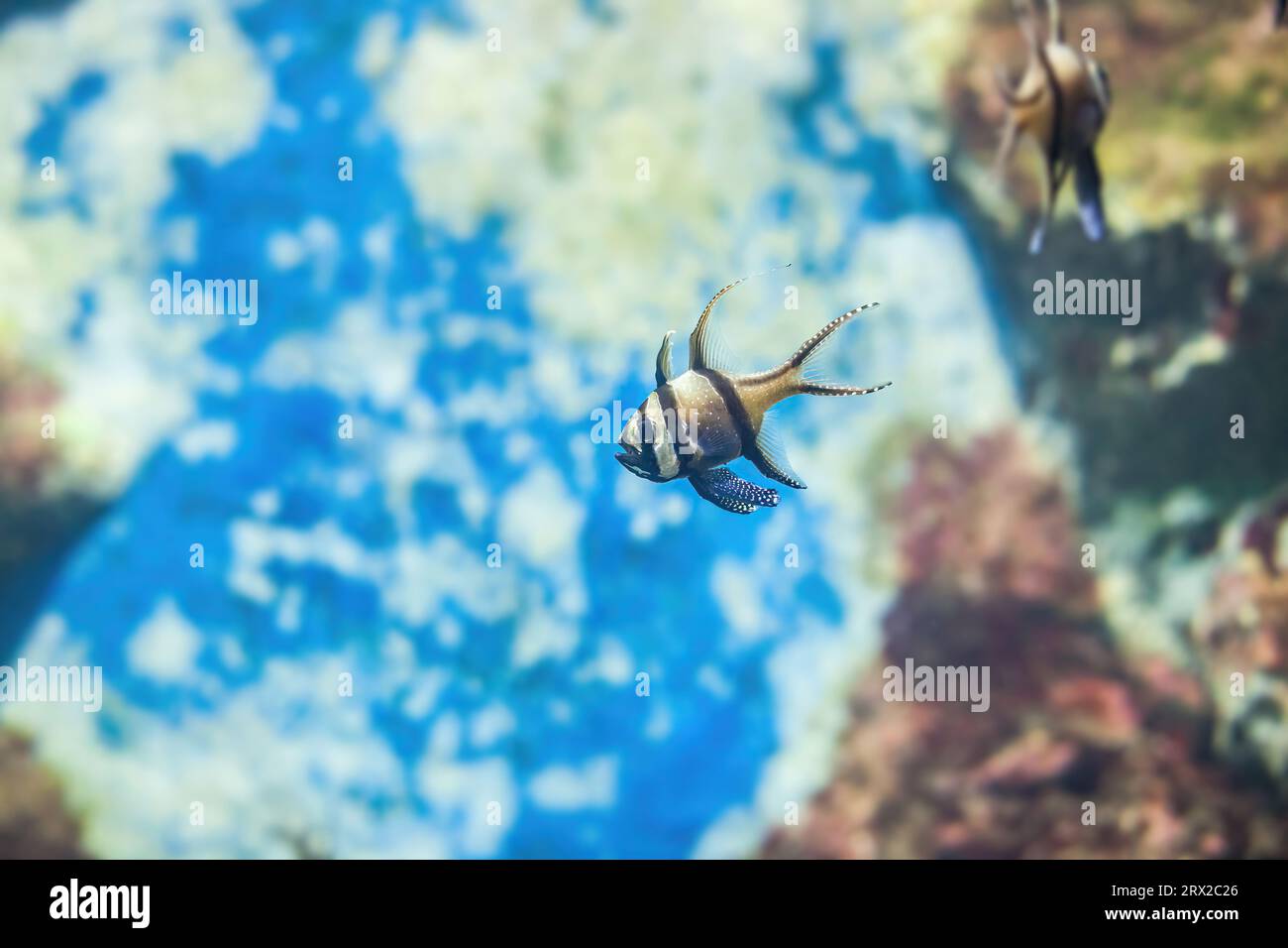 Banggai cardinalfish swimming in aquarium. Pterapogon kauderni small ...