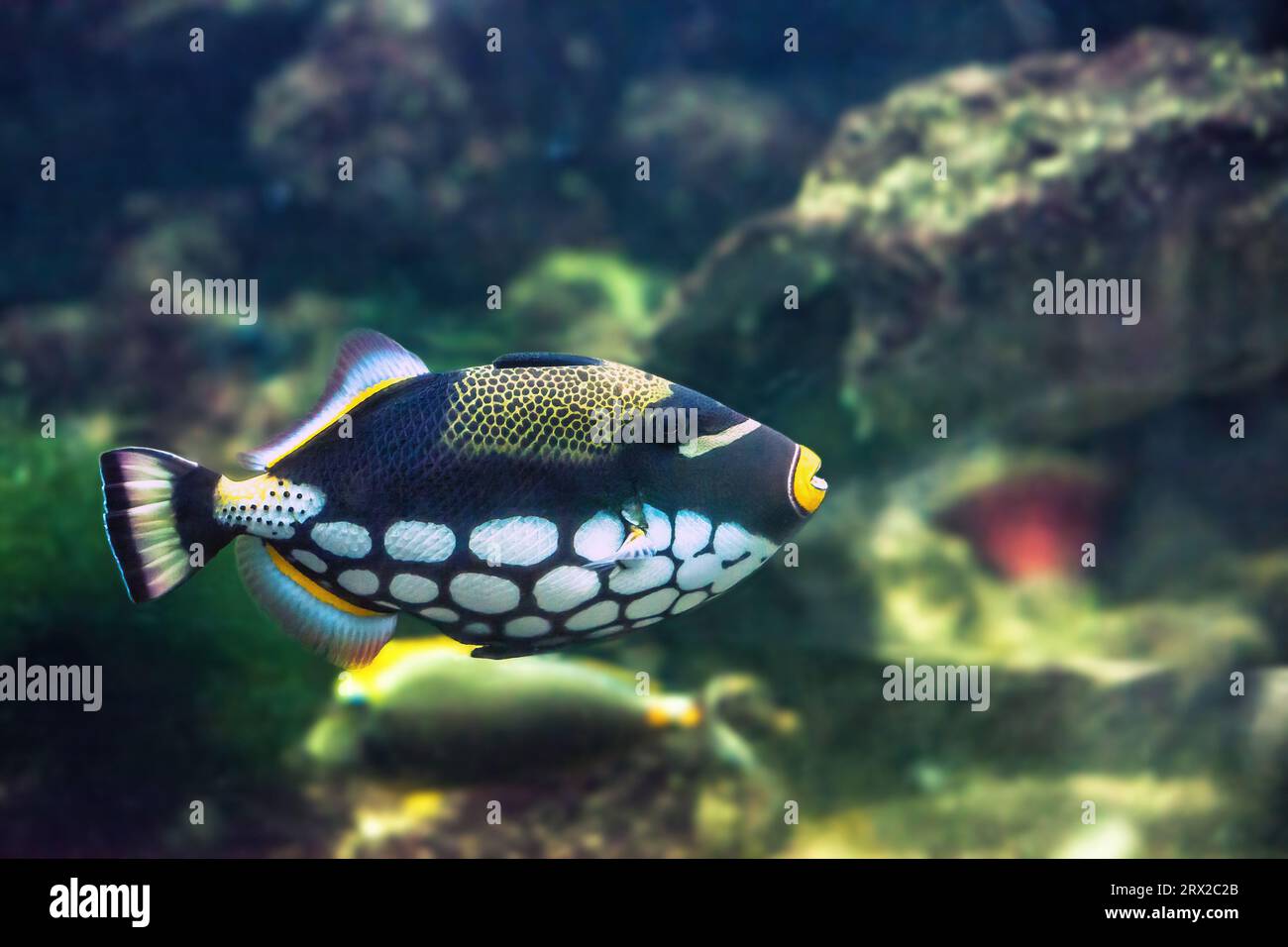 Clown trigger fish great barrier reef hi-res stock photography and ...