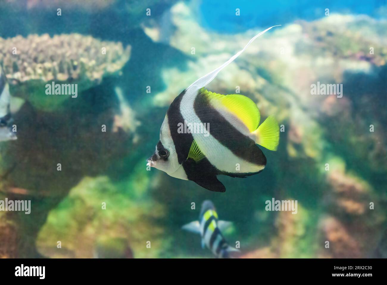 Longfin bannerfish swimming in aquarium. Heniochus acuminatus fish ...