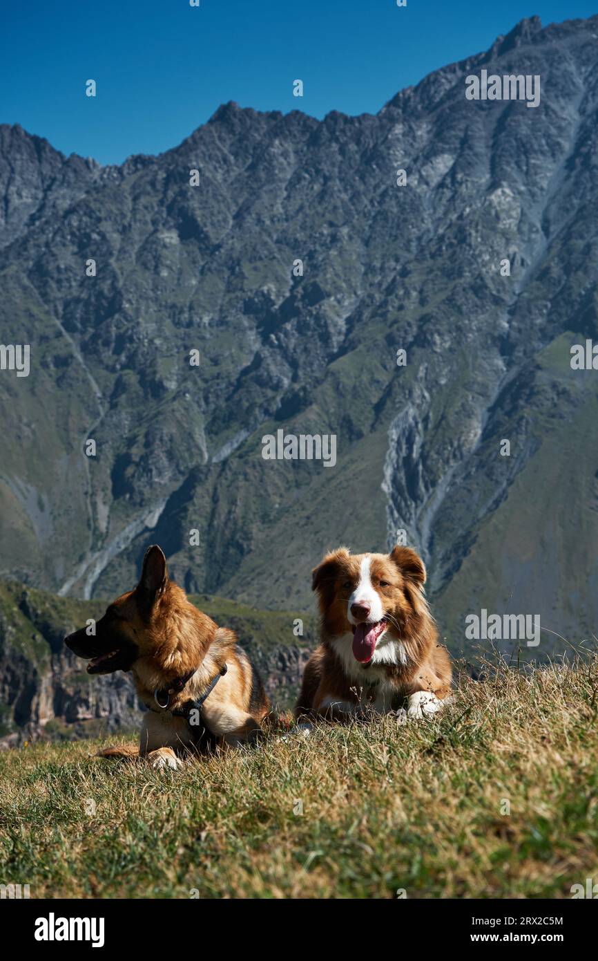 Hiking with dogs. Mountain summer landscape with animals. Trip to ...
