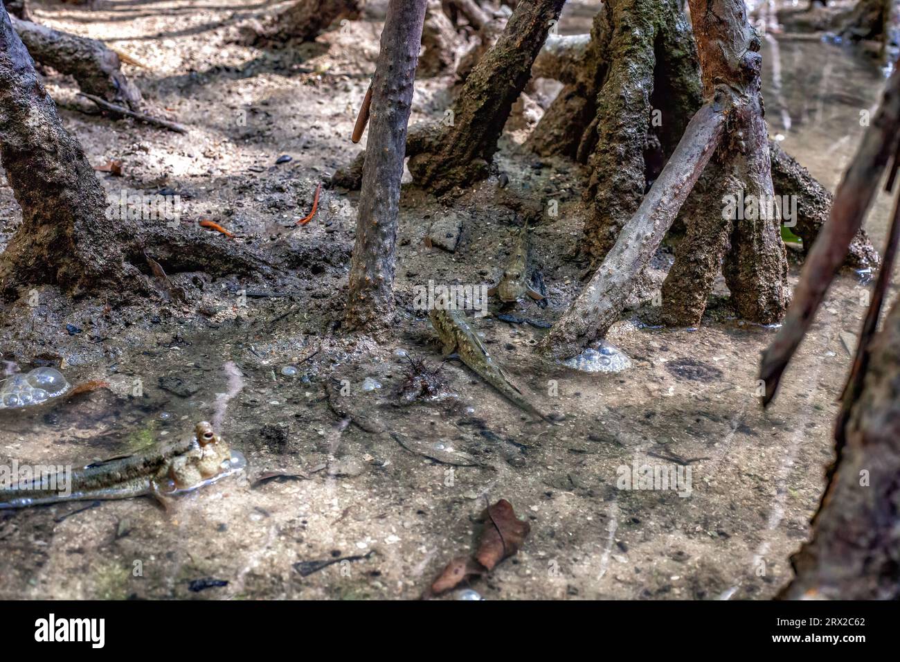 Mudskipper amphibious lungfish fish in mud in mangrove forest Stock ...