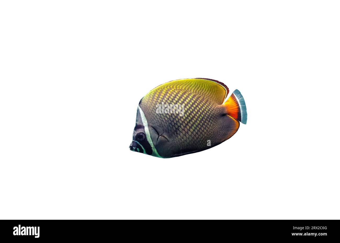 Red tailed butterflyfish isolated on white background. Chaetodon ...