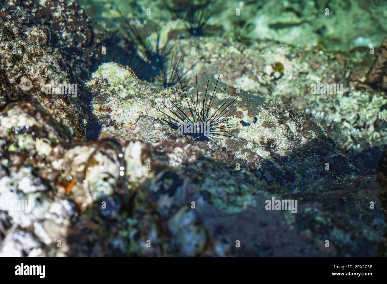 Long spined sea urchin australia hi-res stock photography and images ...