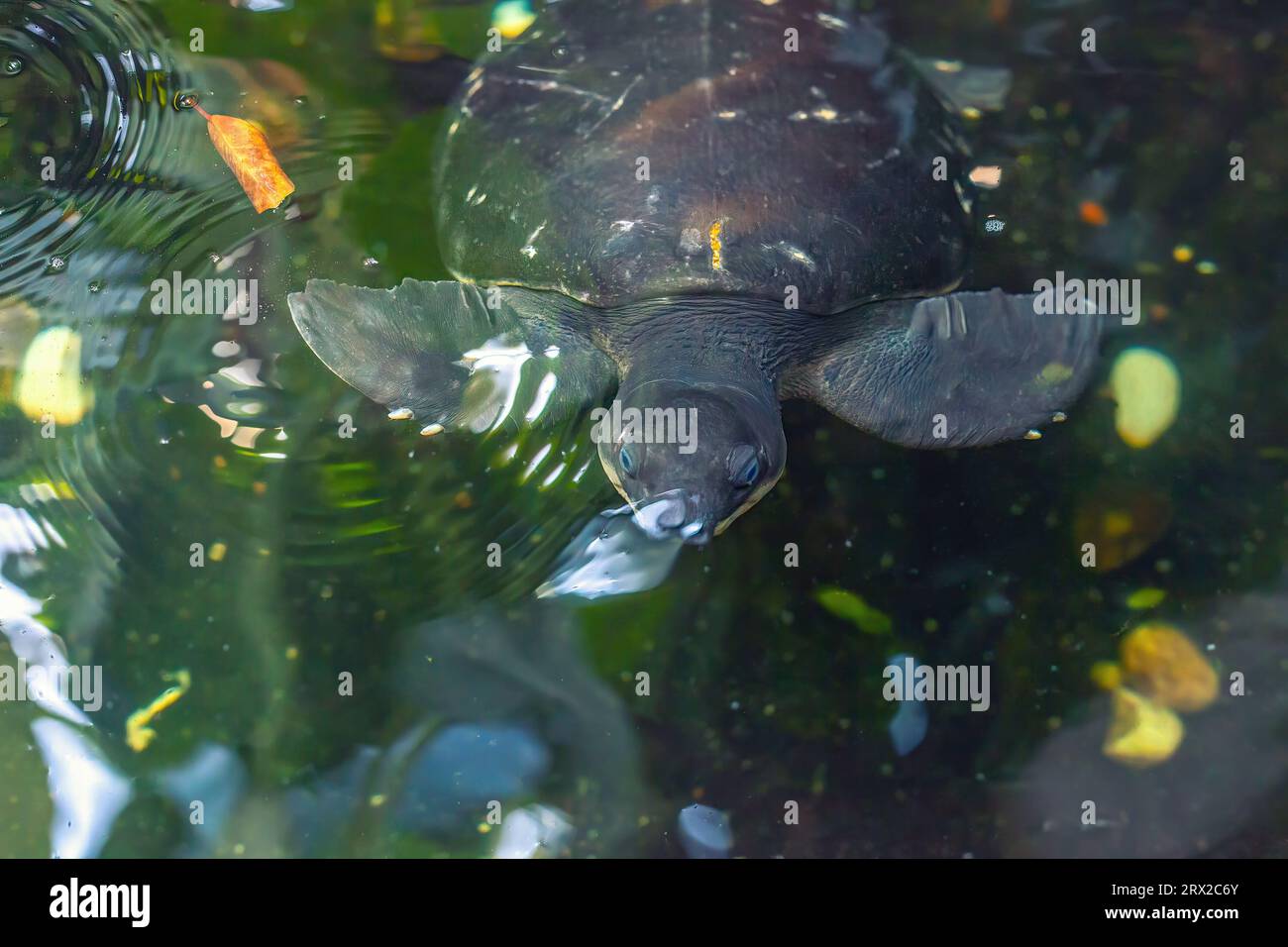 Pig-nosed grey turtle swims in lake. Fly river tortoise or ...