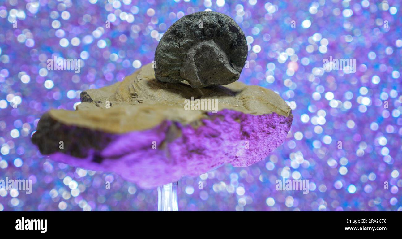Ammonite is a fossil of a squid, photographed in close-up in the studio ...