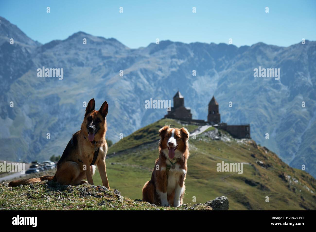 Hiking with dogs. Mountain summer landscape with animals. Trip to ...