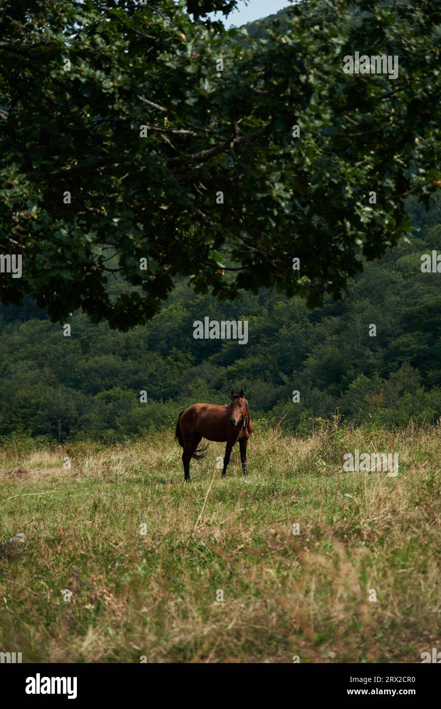Algeti national park hi-res stock photography and images - Alamy