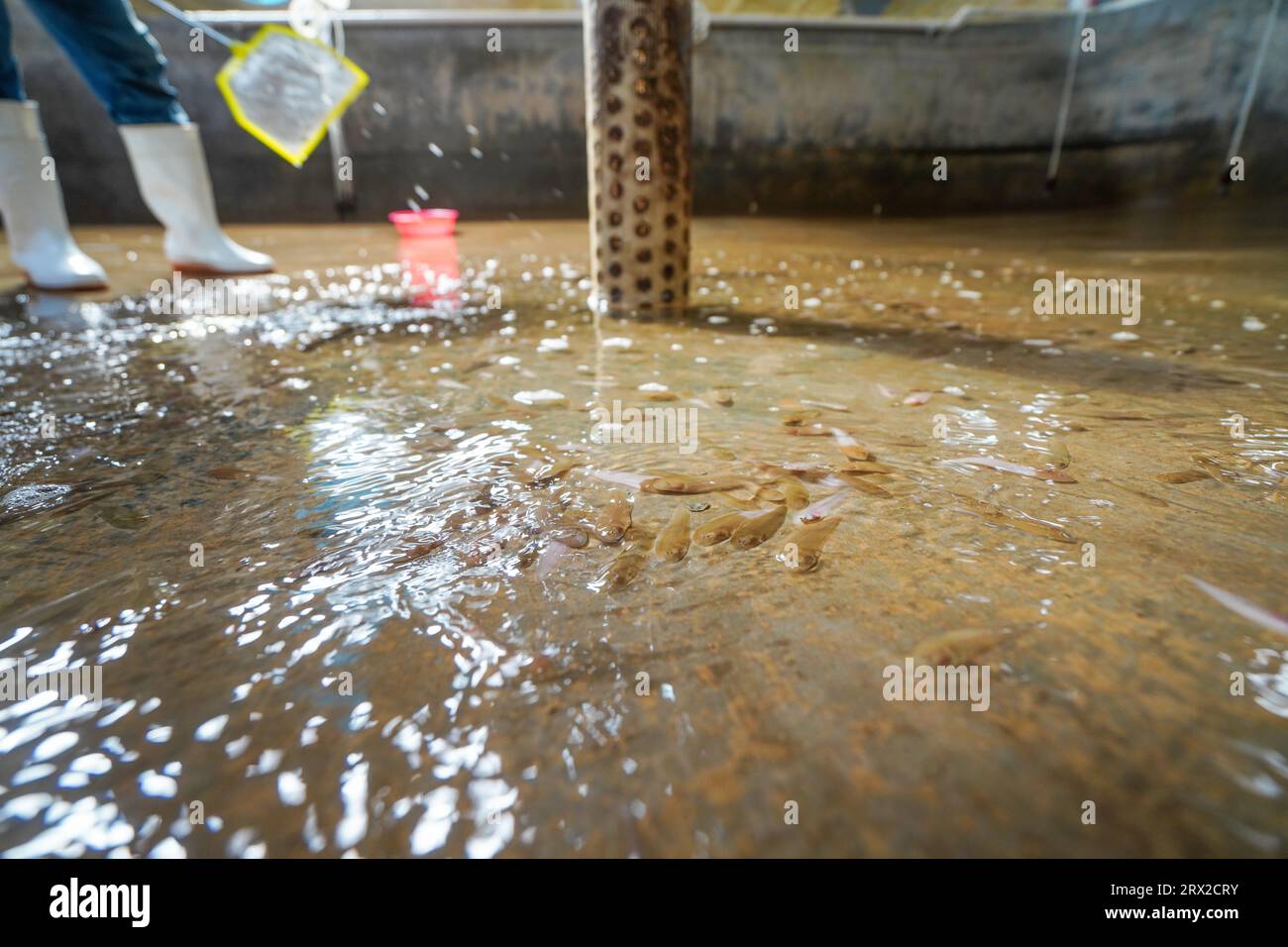 Workers are fishing for fish fry in a breeding pond, North China Stock ...