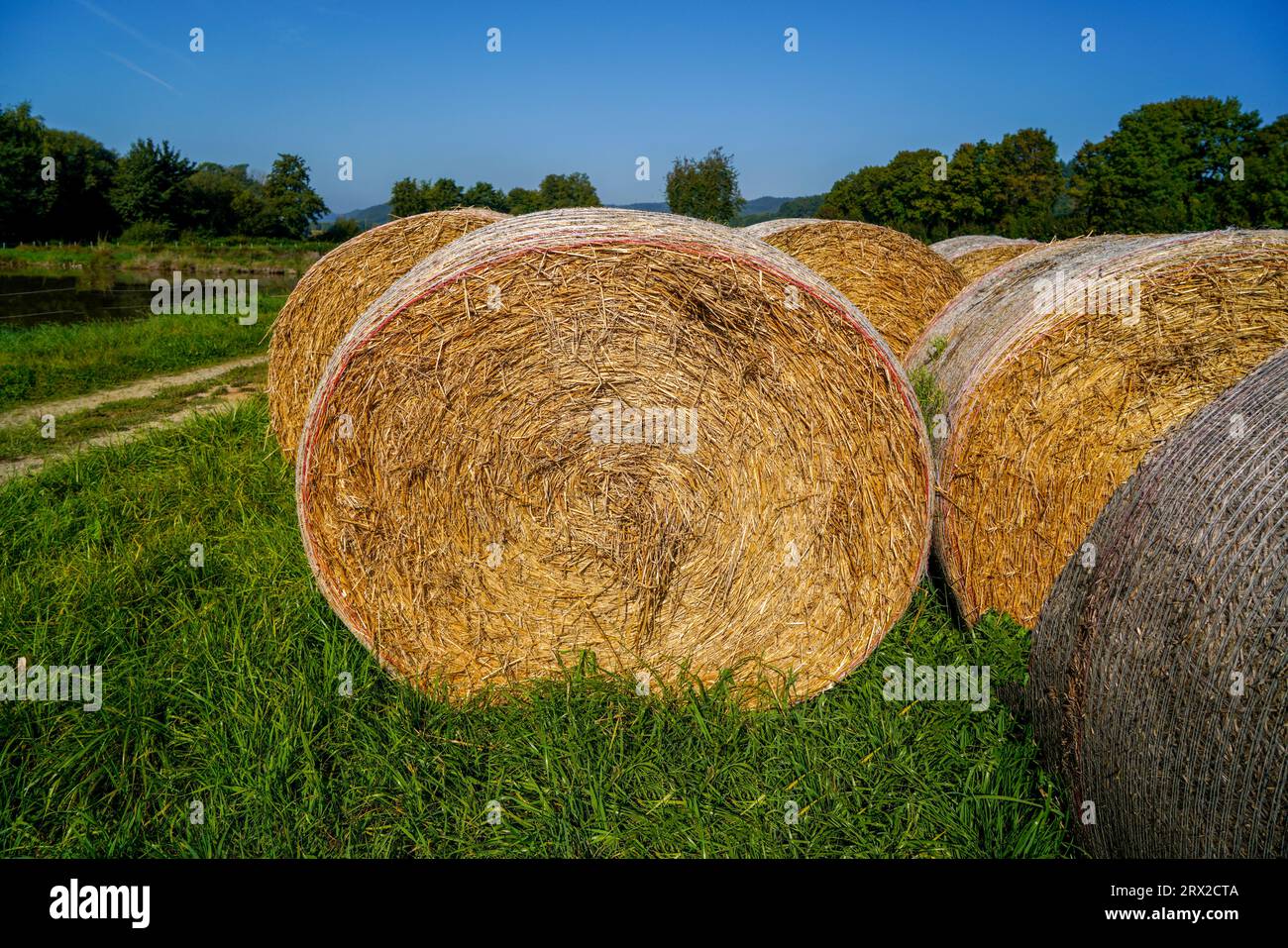 Hay bales, straw deposited on the field as fodder for cows ...