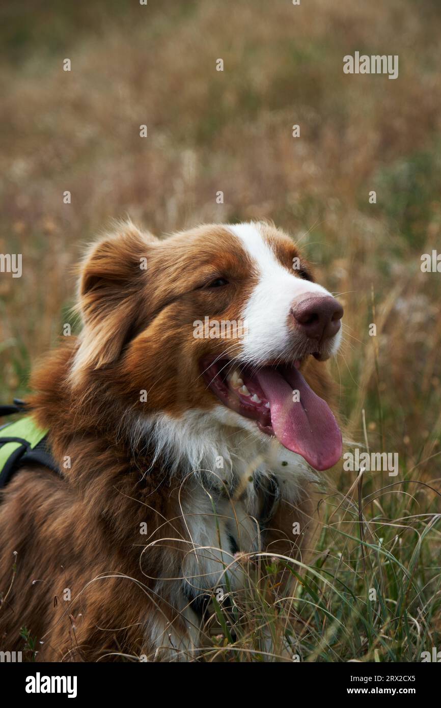 Hiking with a dog. A tourist trip to Georgia with a pet, the nature of ...