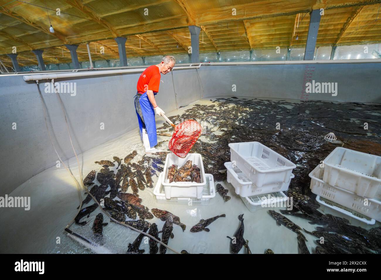 Luannan County, China - September 21, 2022: Workers are catching ...